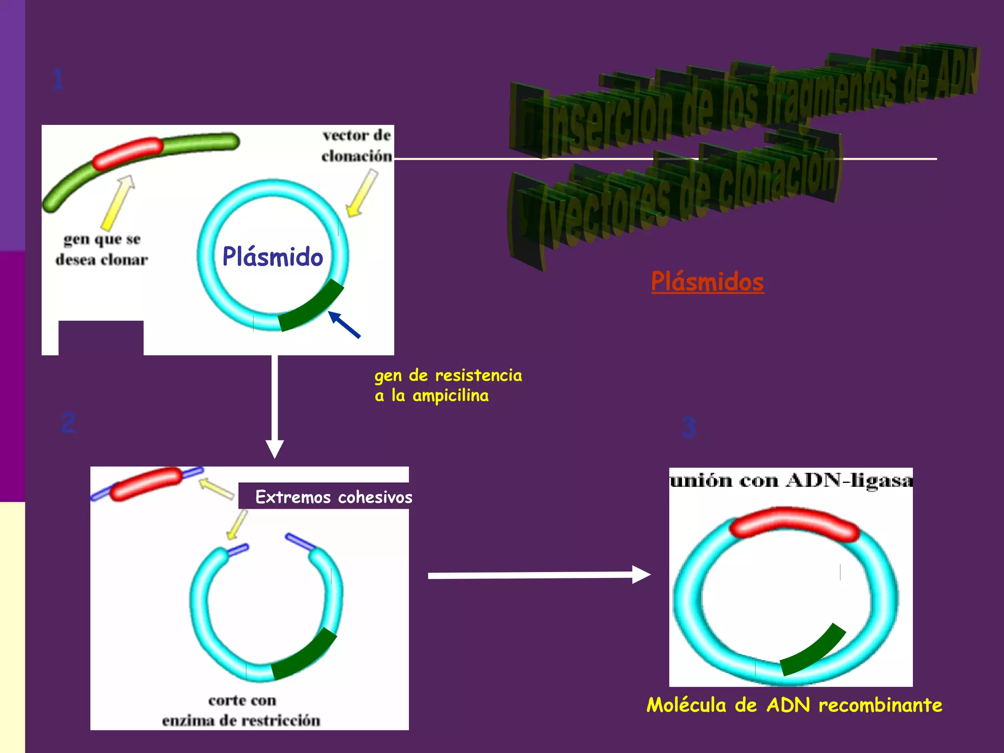 Biologia del adn | PPT