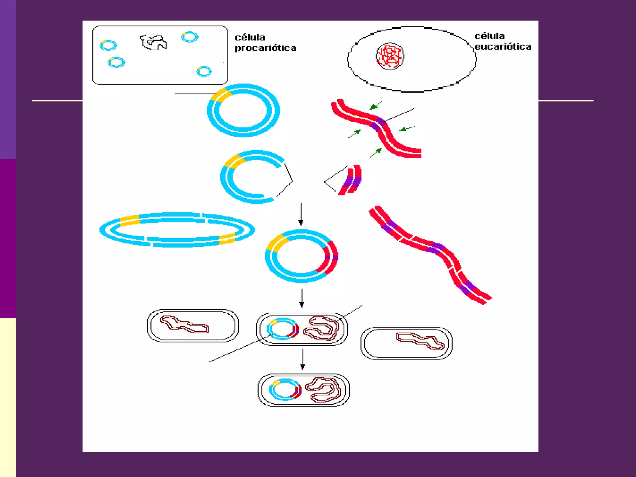 Biologia del adn | PPT