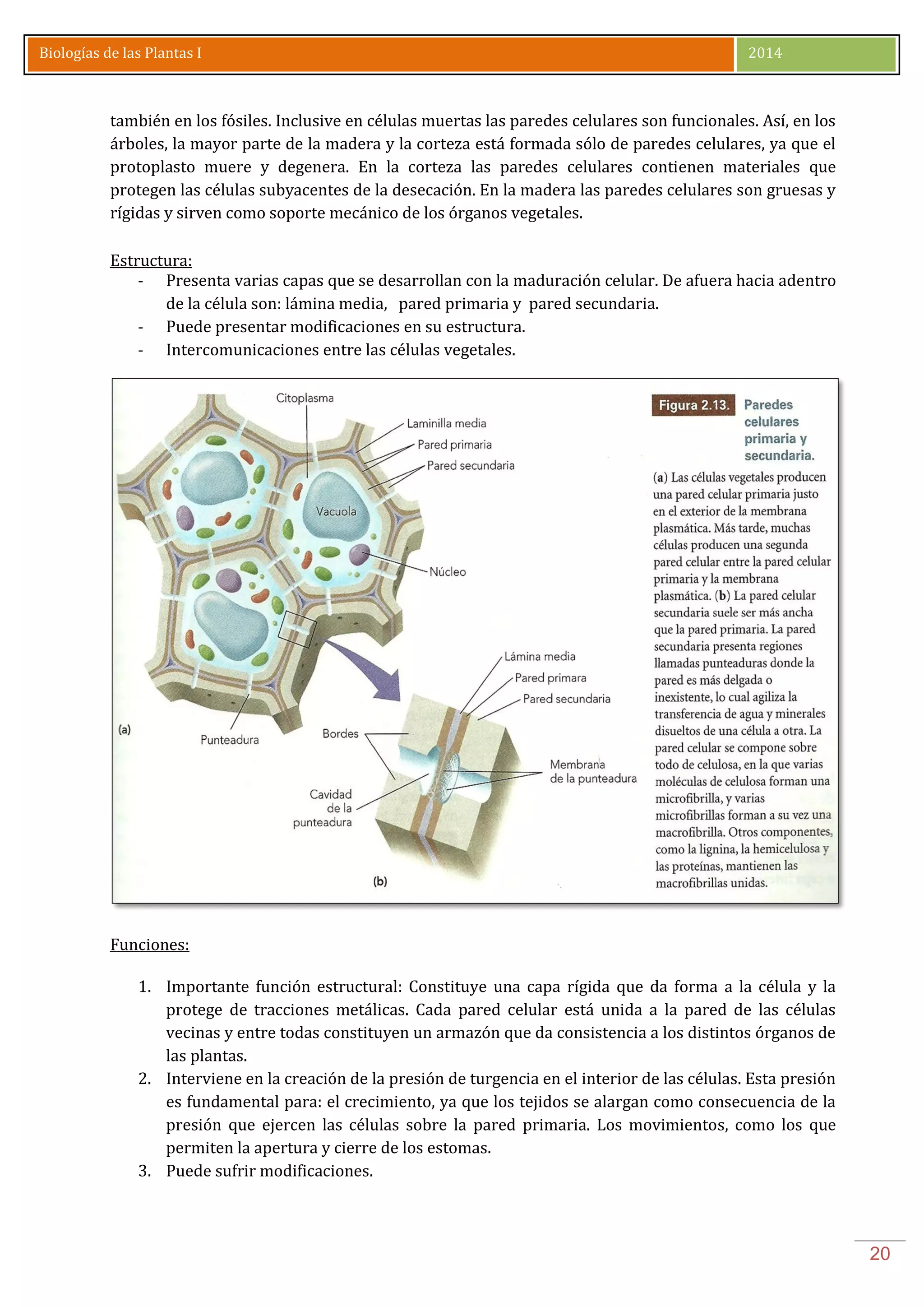 Biologia de las plantas | PDF