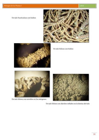 Biologia de las plantas | PDF