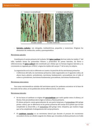 Biologia de las plantas | PDF
