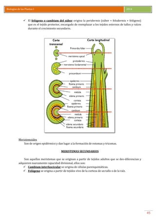 Biologia de las plantas | PDF