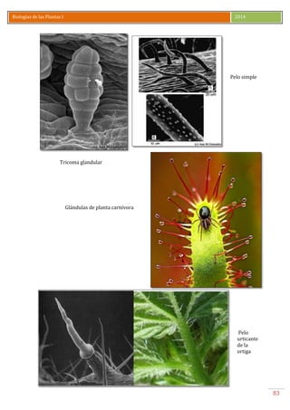 Biologia de las plantas | PDF | Biological Sciences | Science