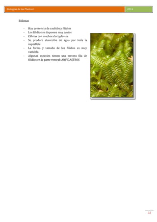 Biologia de las plantas | PDF