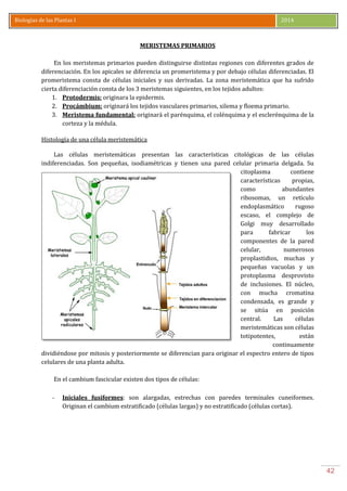 Celulas De Esclerenquima De Pera