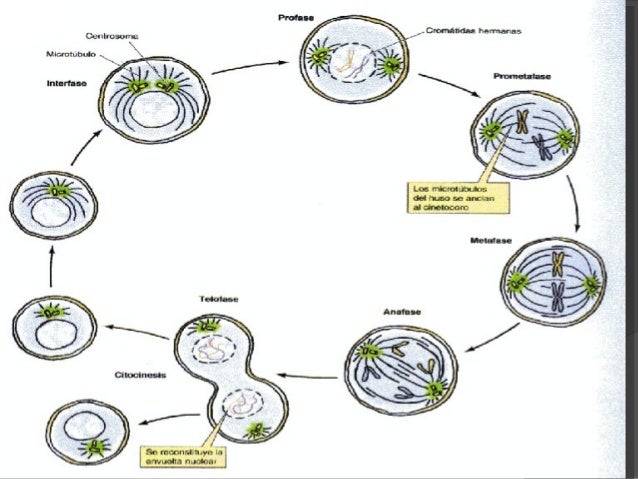 Biologia Del Desarrollo