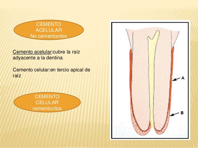 Biologia del desarrollo periodontal y radicular