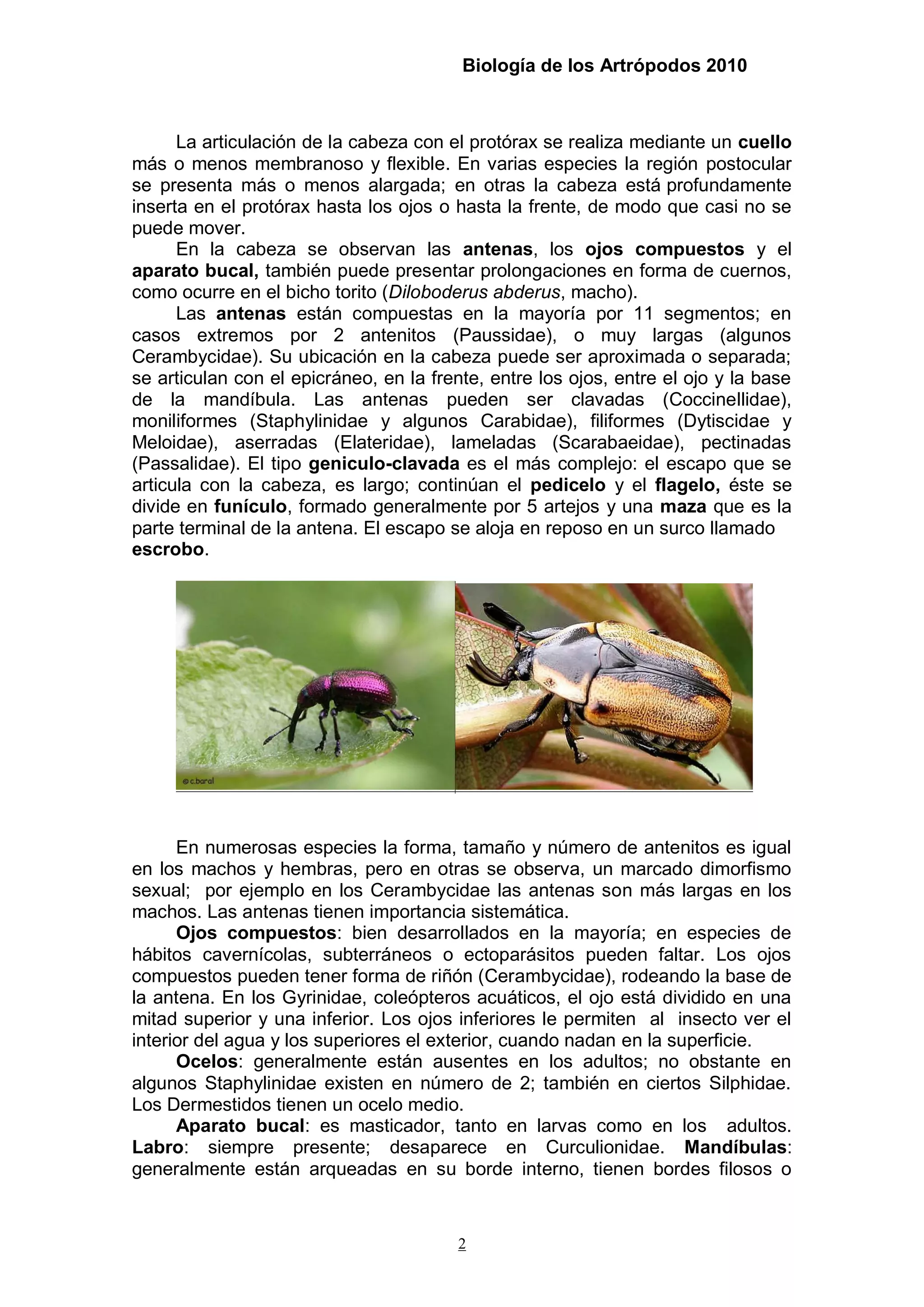 Biologia de los_artropodos_2010_orden_co | PDF