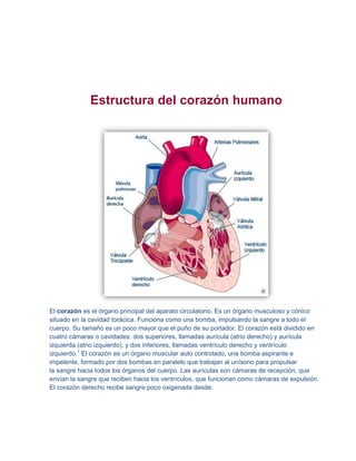 Biologia(diseccion del corazon) | DOCX