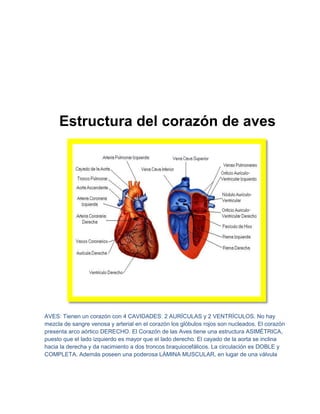 Biologia(diseccion del corazon) | DOCX