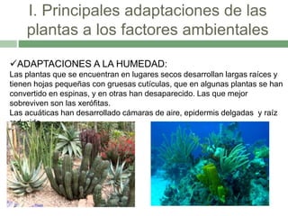 Diversidad de los seres vivos. | PPTX