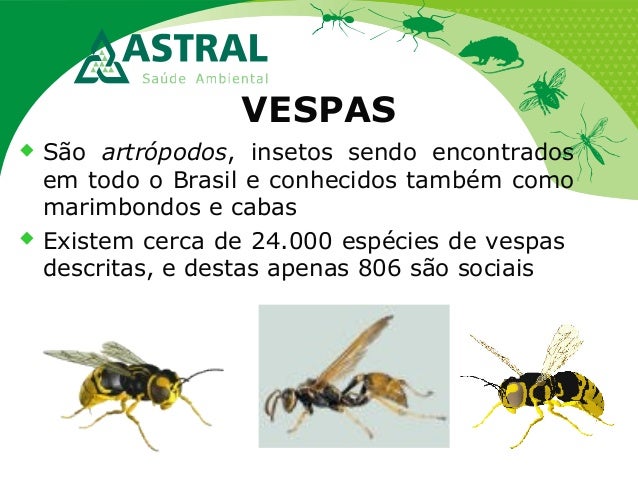 Diferencas Entre Vespas E Vespas
