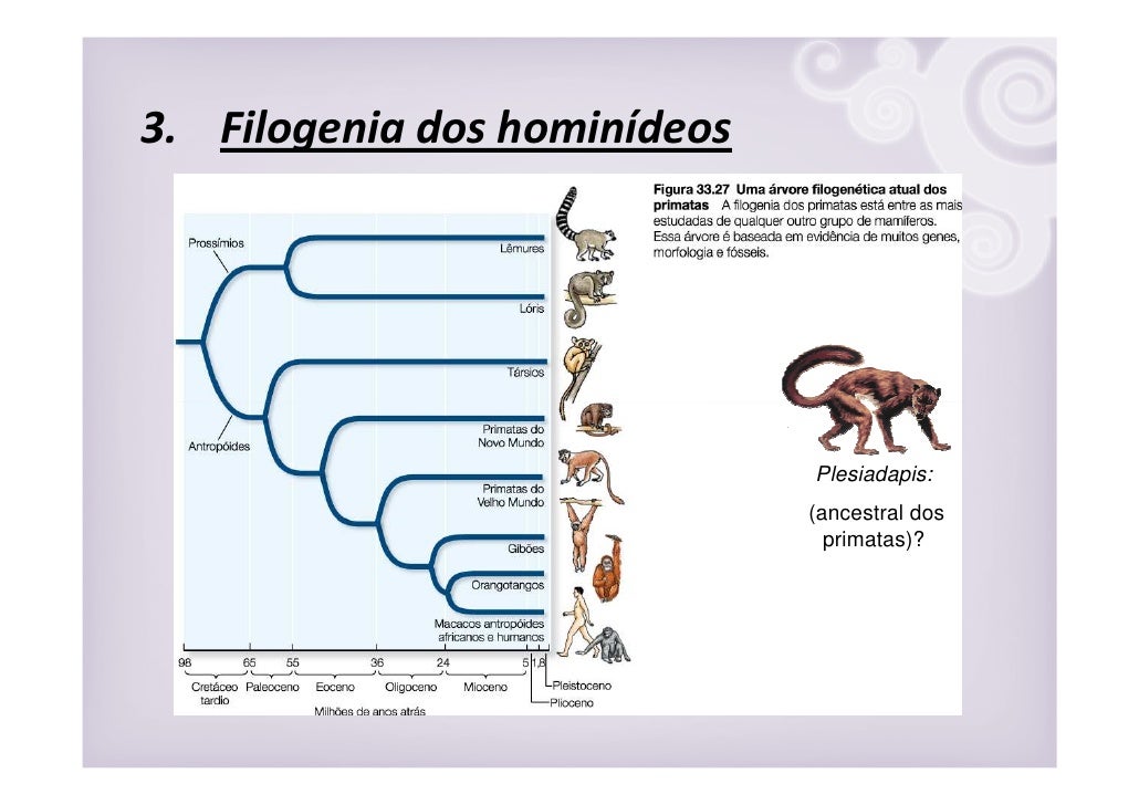 Evolução humana
