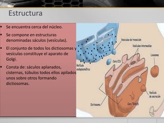 Organelos de la célula | PPTX
