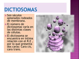 Organelos de la célula | PPTX