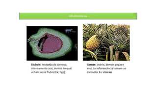 Biologia Floral , Morfologia de Frutos e Sementes.pdf
