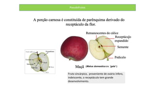 Biologia Floral , Morfologia de Frutos e Sementes.pdf