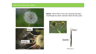 Biologia Floral , Morfologia de Frutos e Sementes.pdf