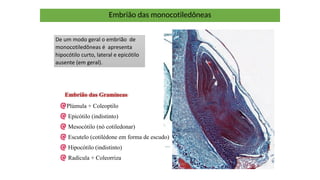 Biologia Floral , Morfologia de Frutos e Sementes.pdf
