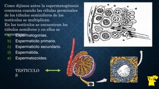 La Espermatogenesis | PPTX