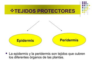 Biologia histol. vegetal blog | PPT