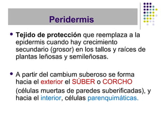 Biologia histol. vegetal blog | PPT
