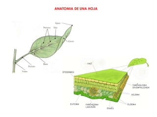 Anatomía de las plantas (Biología). | PPSX