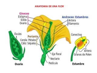 Anatomía de las plantas (Biología). | PPSX