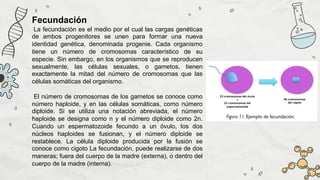 BIOLOGIA II CLASE UNIVERSIDAD UPAV VERACRUZ.pdf