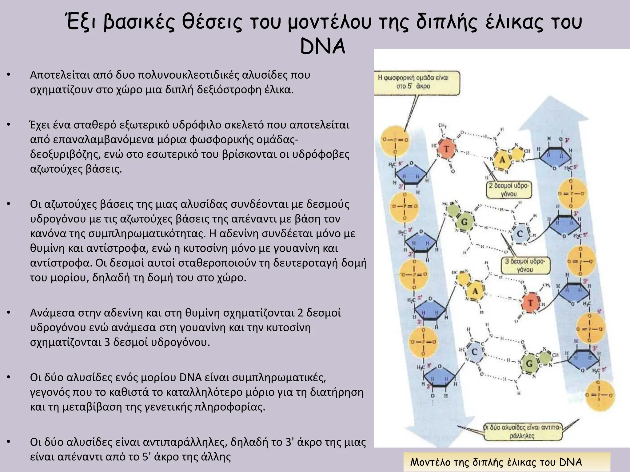 ALykeiou_to _genetiko_yliko_biologia_kat_kef1.pdf