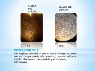 Practica de laboratorio de biologia | PPTX