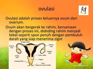 Biologi kelas IX alat redopuksi pada manusia. | PPT