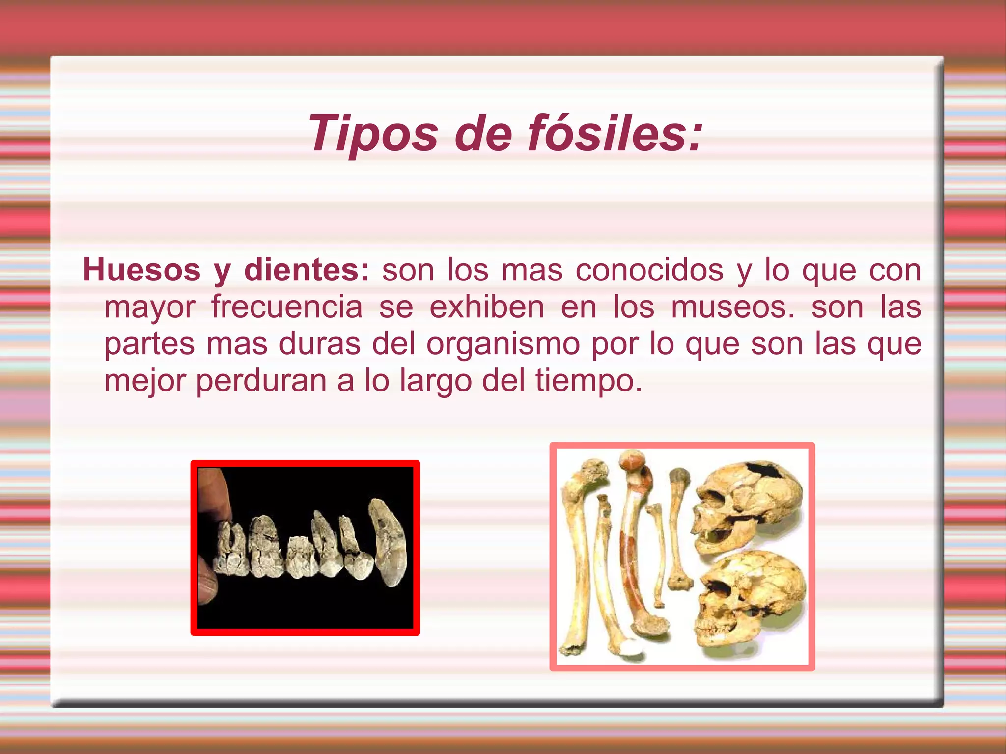 Los fósiles. | PPT