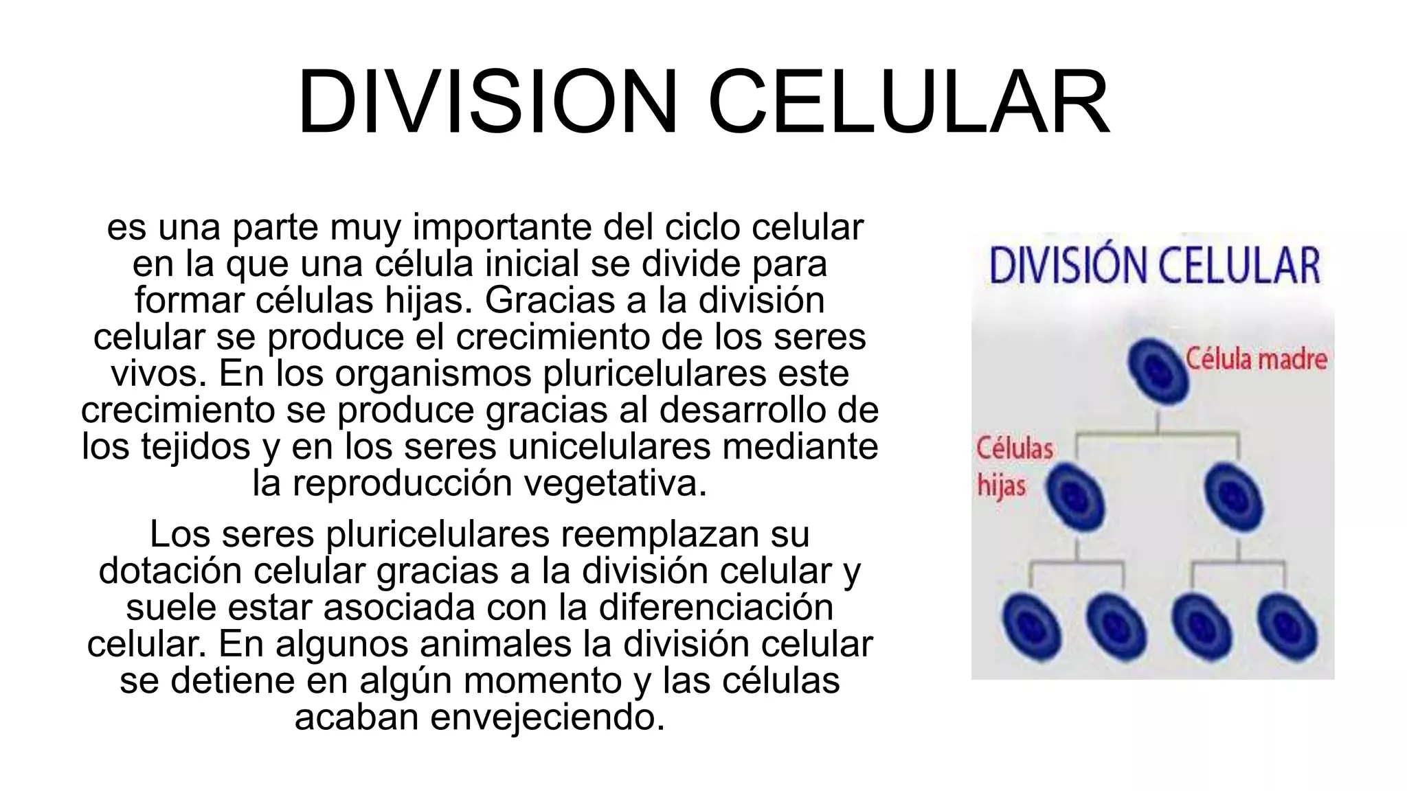 Division celular | PPT