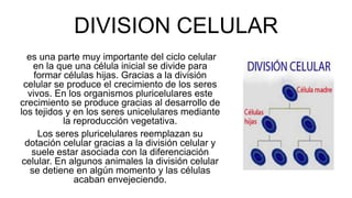 division celular | PPTX