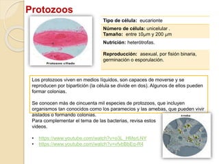biologia microorganismos 7 basico | PPTX