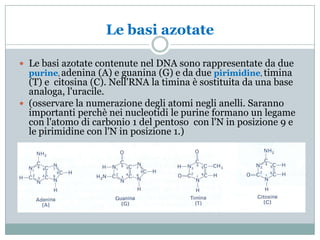 Biologia Molecolare | PPTX | Genetics | Science
