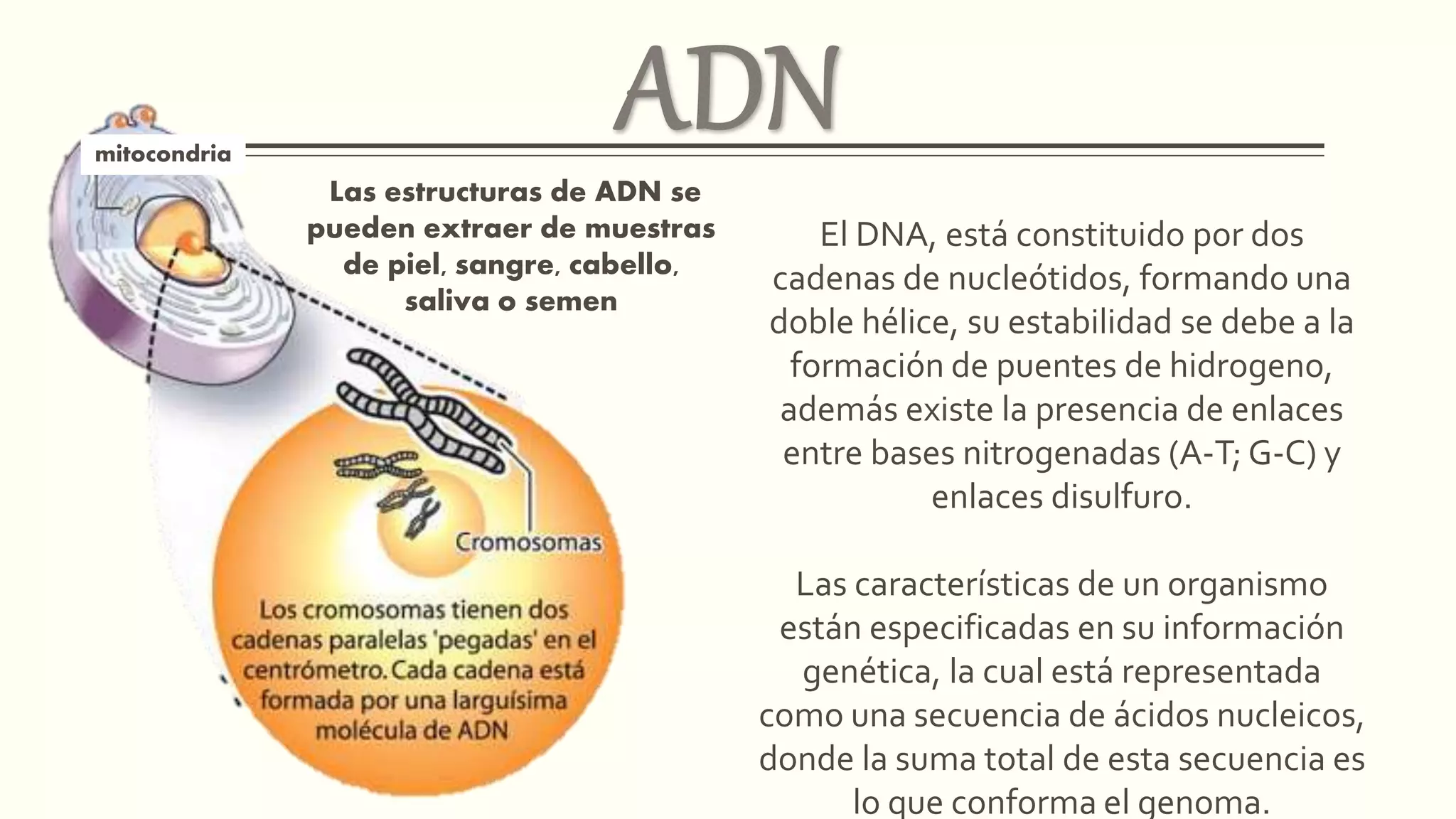 extracción de ADN | PPTX