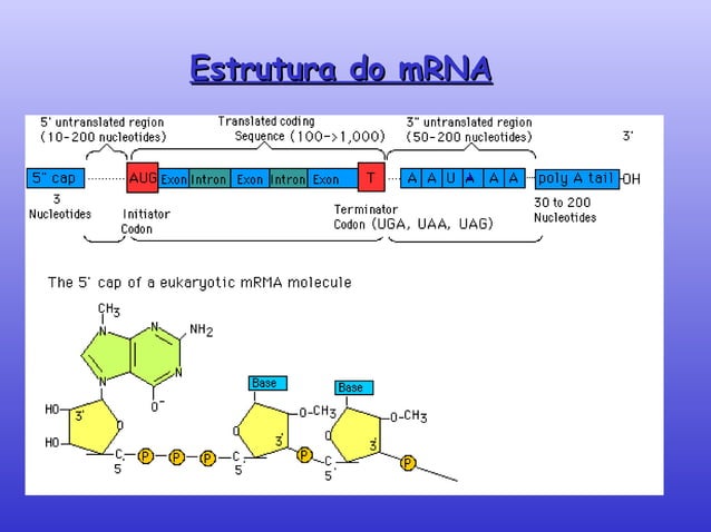 Biologia molecular dna e rna | PPT