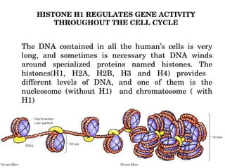 New role of JNK protein and H1 Histone in the cell cycle | PPT