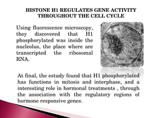 New role of JNK protein and H1 Histone in the cell cycle | PPT
