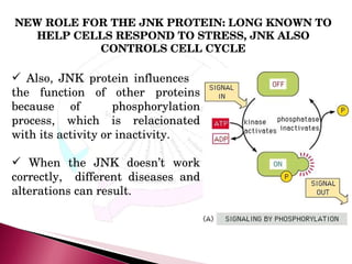 New role of JNK protein and H1 Histone in the cell cycle | PPT