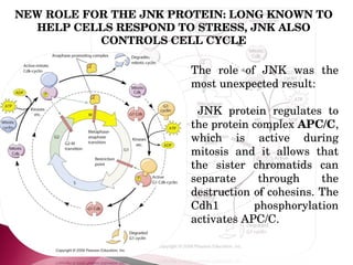 New role of JNK protein and H1 Histone in the cell cycle | PPT