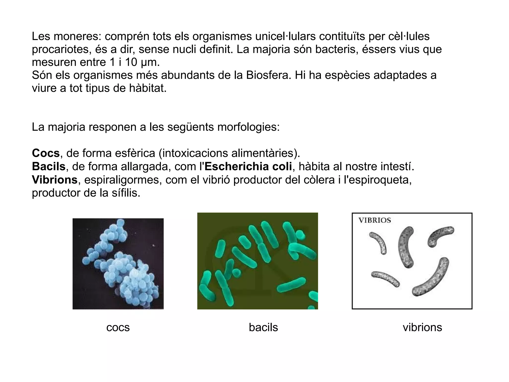 Biologia moneres | PDF