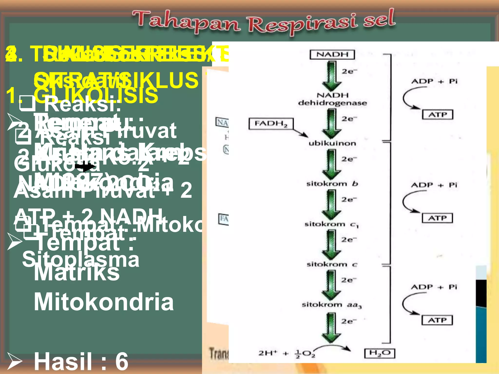 BIOLOGI KELAS XII SEMESTER I - BAB II ENZIM DAN METABOLISME MAKHLUK ...