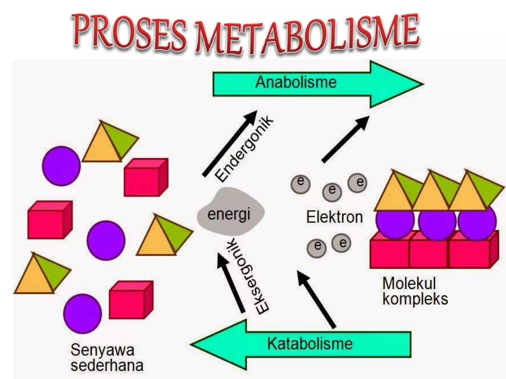 BIOLOGI KELAS XII SEMESTER I - BAB II ENZIM DAN METABOLISME MAKHLUK ...