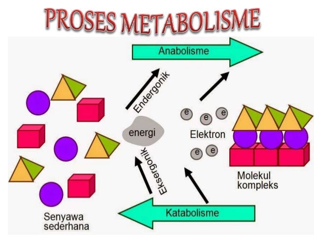 BIOLOGI KELAS XII SEMESTER I - BAB II ENZIM DAN METABOLISME MAKHLUK H…