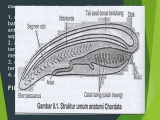 filum chordata | PPTX