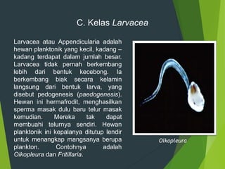 filum chordata | PPT