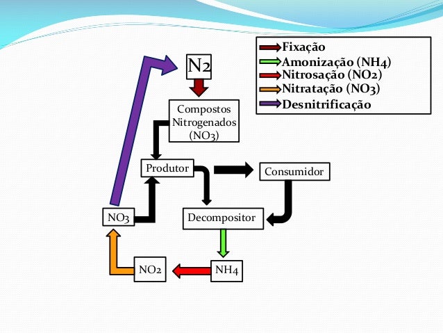 CICLO DO NITROGENIO